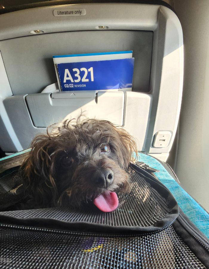 Can I be a digital nomad with a dog in 2026?