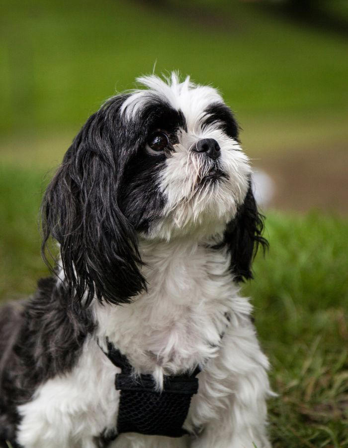 The Best and Worst Small Dogs for Travel