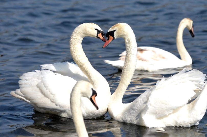 Council clarifies North Wales lake drainage plan after swan outrage