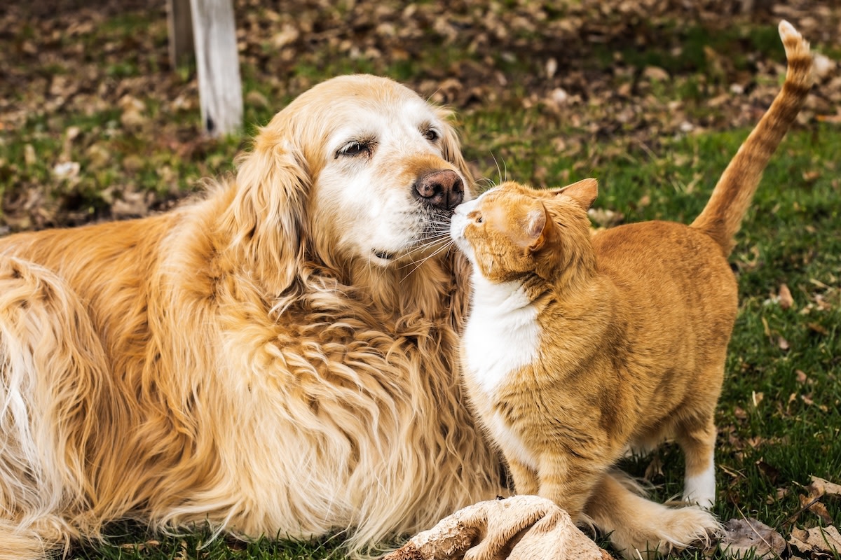 Labrador & Golden Retrievers' Obsession With Orange 'Dad' Cat Explains ...