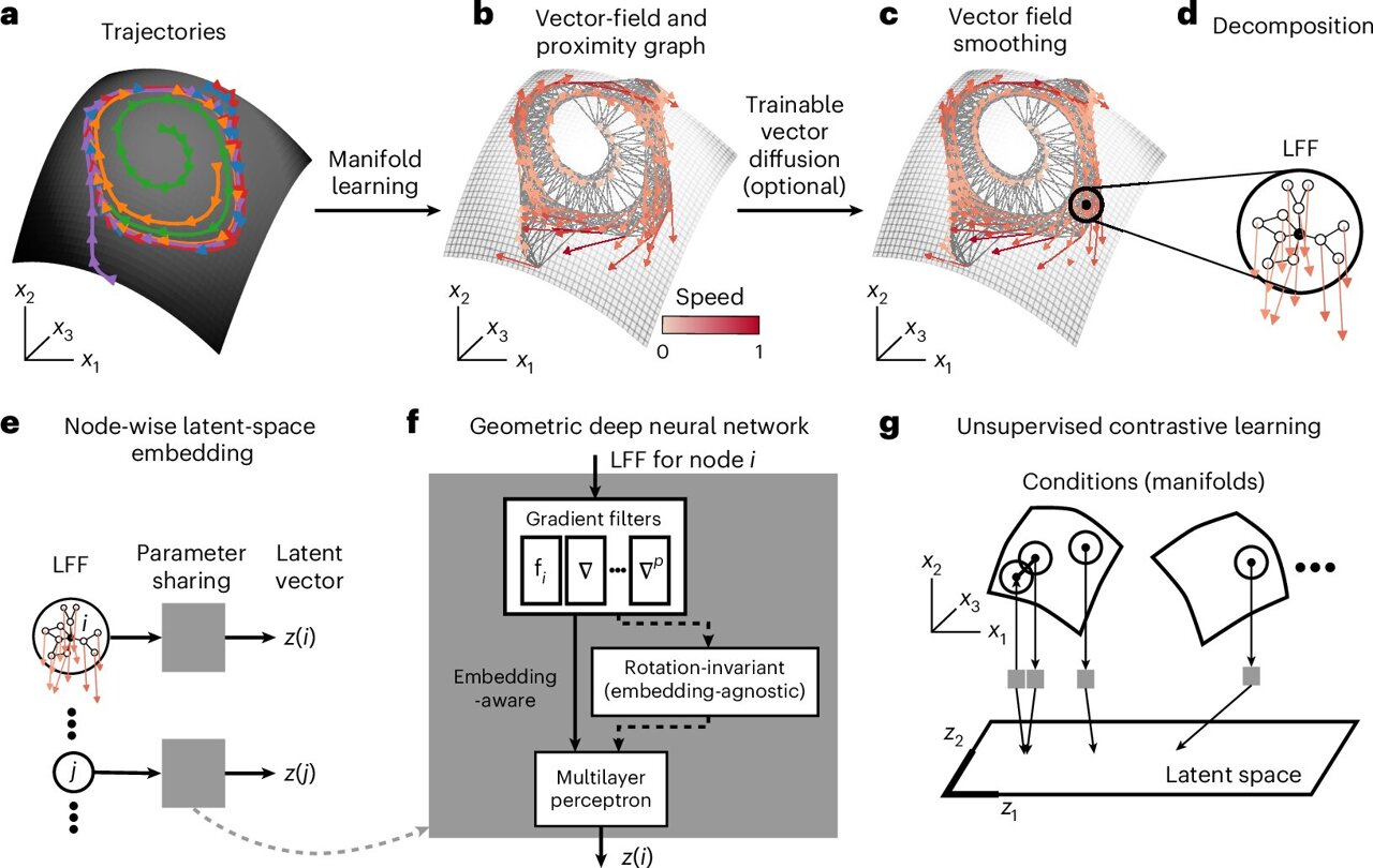 A geometric deep learning method for decoding brain dynamics