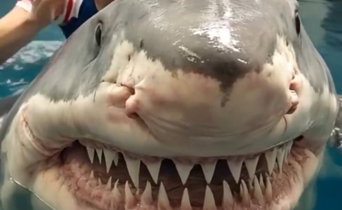 'It's Her Fault' - Woman Blamed For Injury In Shark Attack