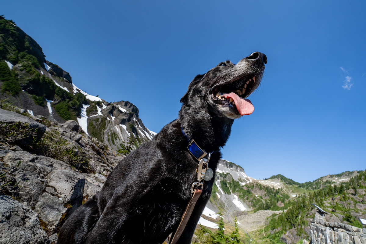 Senior Lab Mix Living Best Life As 'Fire Lookout Dog' in Rugged Montana ...