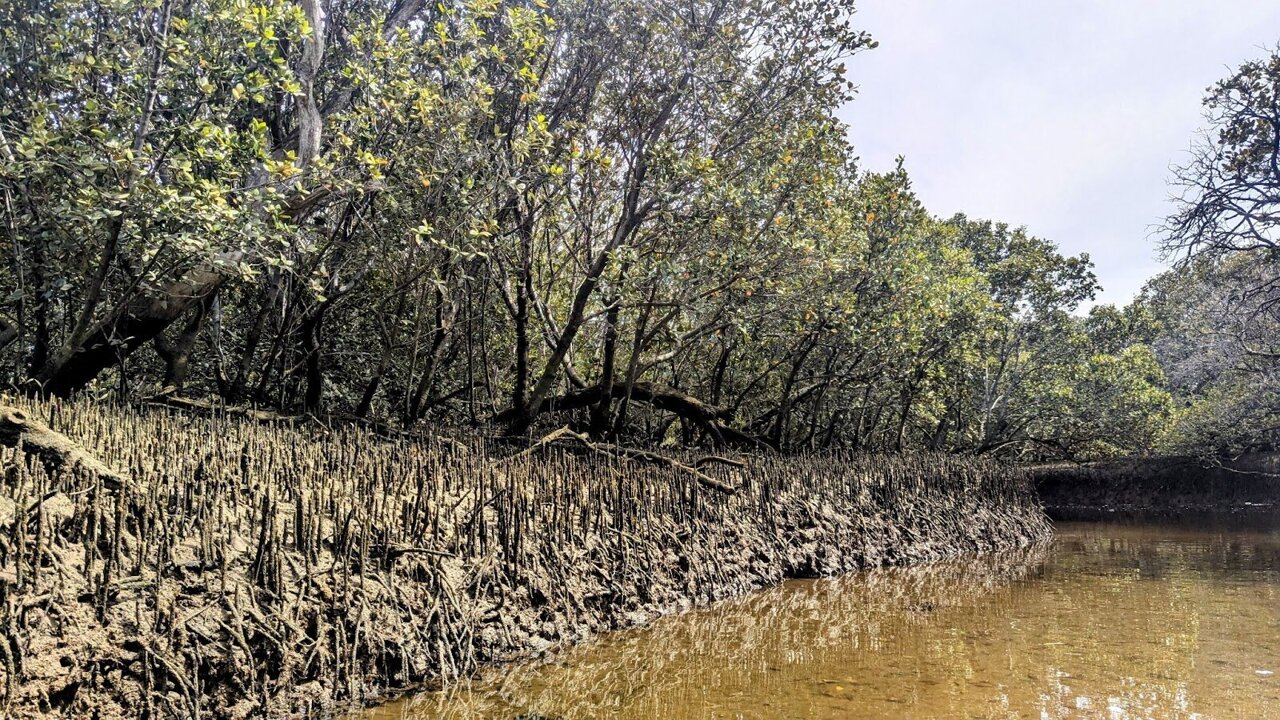 Mangroves thrive in harsh coastal zones with unique adaptations