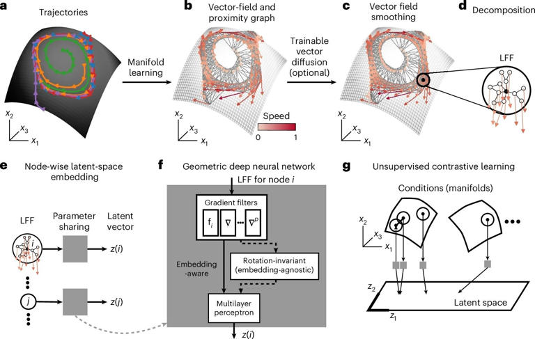 AI Model Deciphers Hidden Brain Patterns Across Individuals