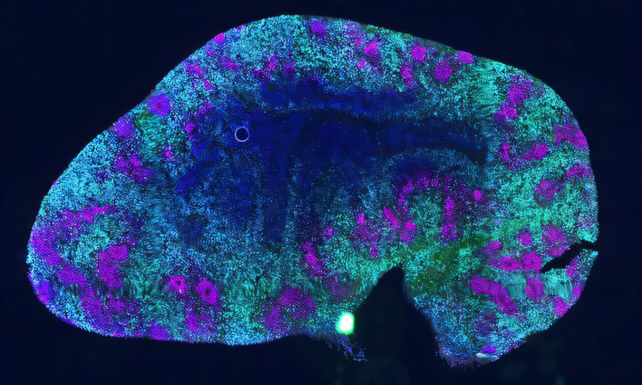 Miniature brain models seek a molecular fountain of youth for the brain