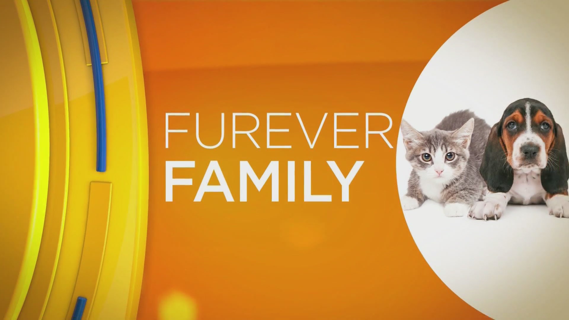 Champaign County Humane Society Majesty for Adoption