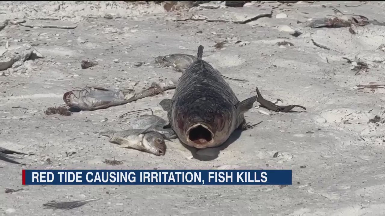 Lido Key shoreline littered with dead fish due to red tide