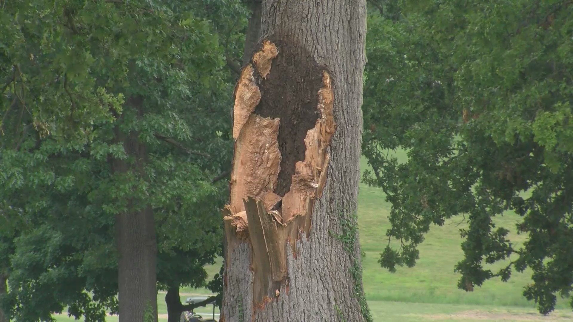 Carthage Parks Tree Replacements