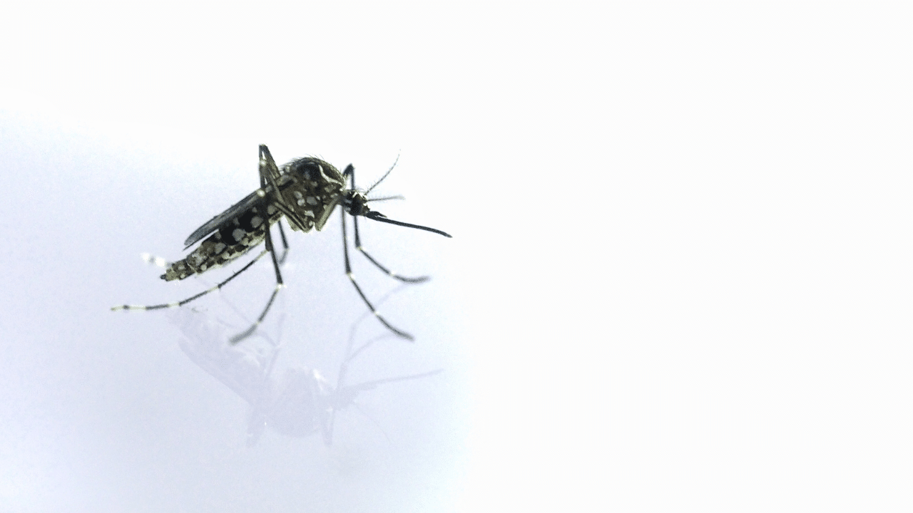 DOH: Dengue cases starting to rise again