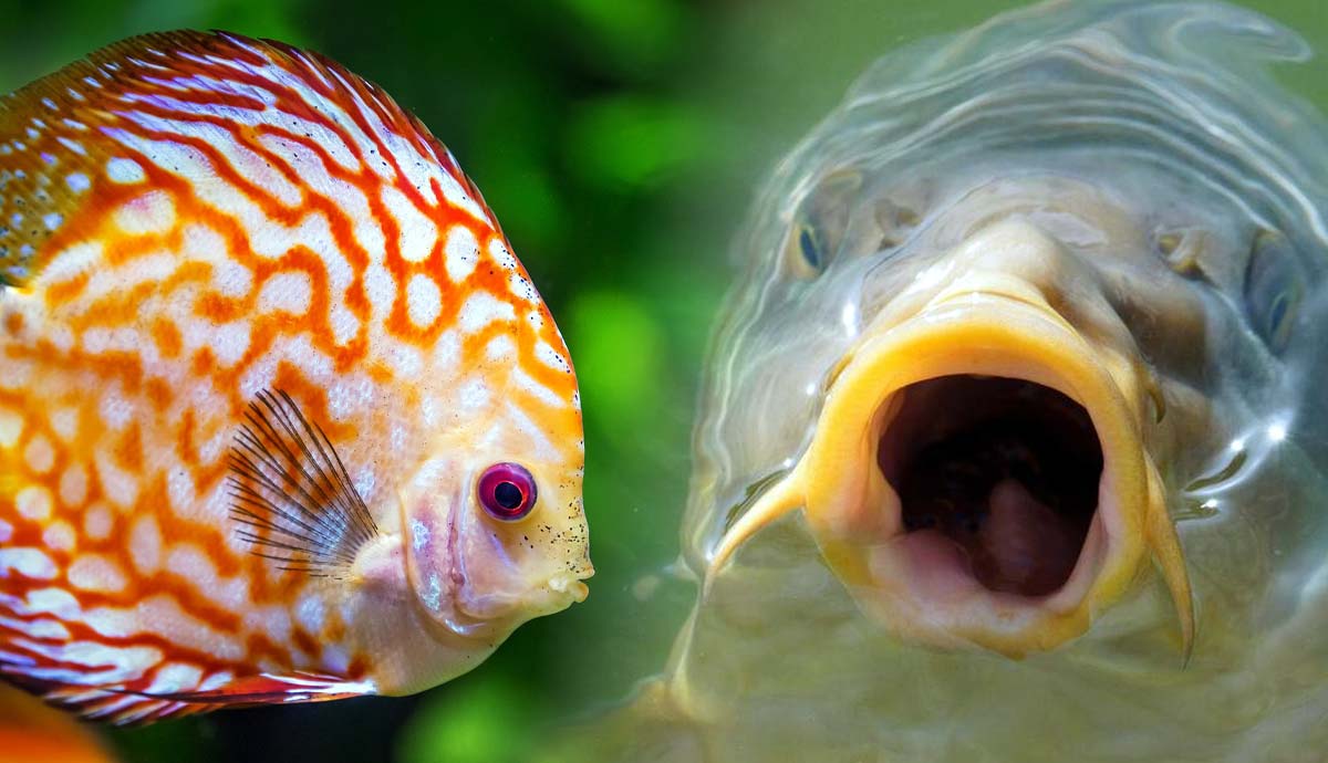 7 Signs of Stressed Freshwater and Saltwater Fish