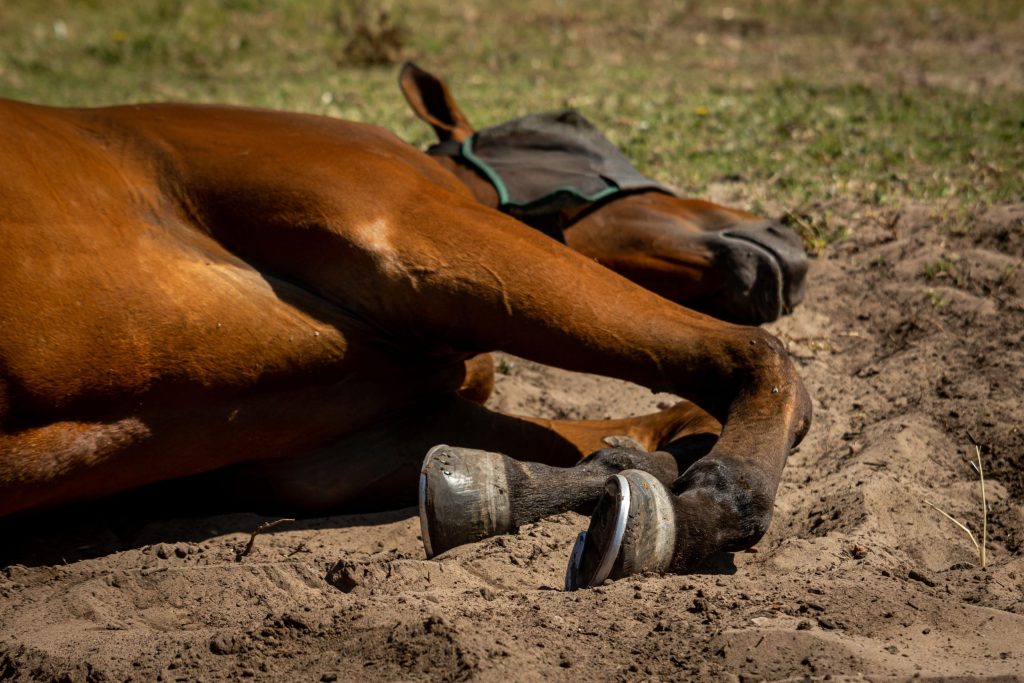 3 horses die between Santa Anita, Los Alamitos