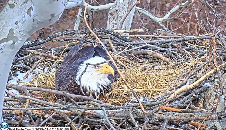 ‘An exciting milestone:’ Bald eagle lays second egg of season at U.S ...