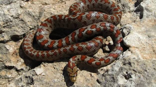 Ball Python To Rosy Boa: Exotic Snake Species Gain Popularity As Pet