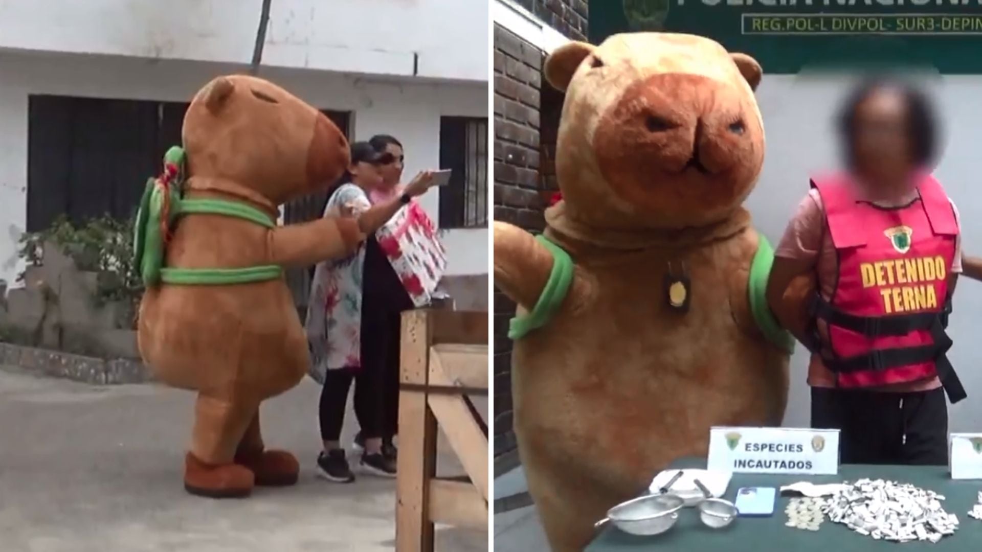Policía peruana usa botarga de capibara para capturar a traficante de ...