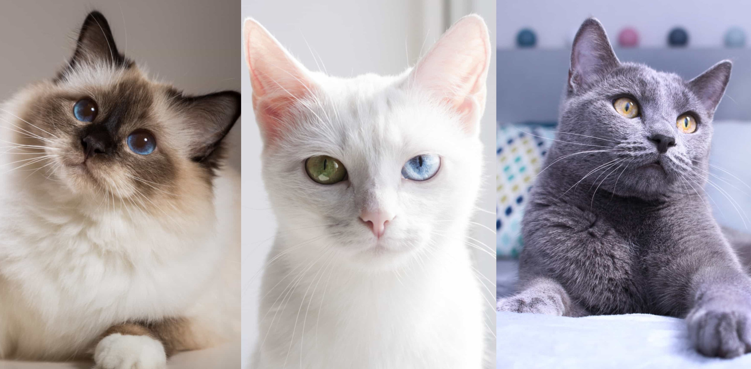 Astrología felina: el gato ideal para cada signo del Zodiaco