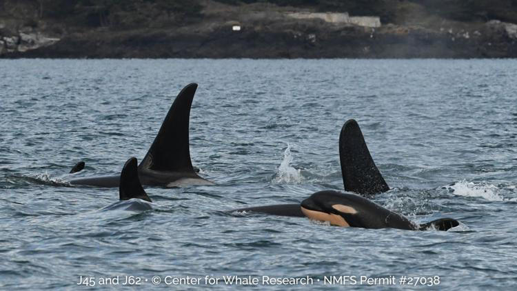 Welcome J62: A new female orca joins the Southern Resident family