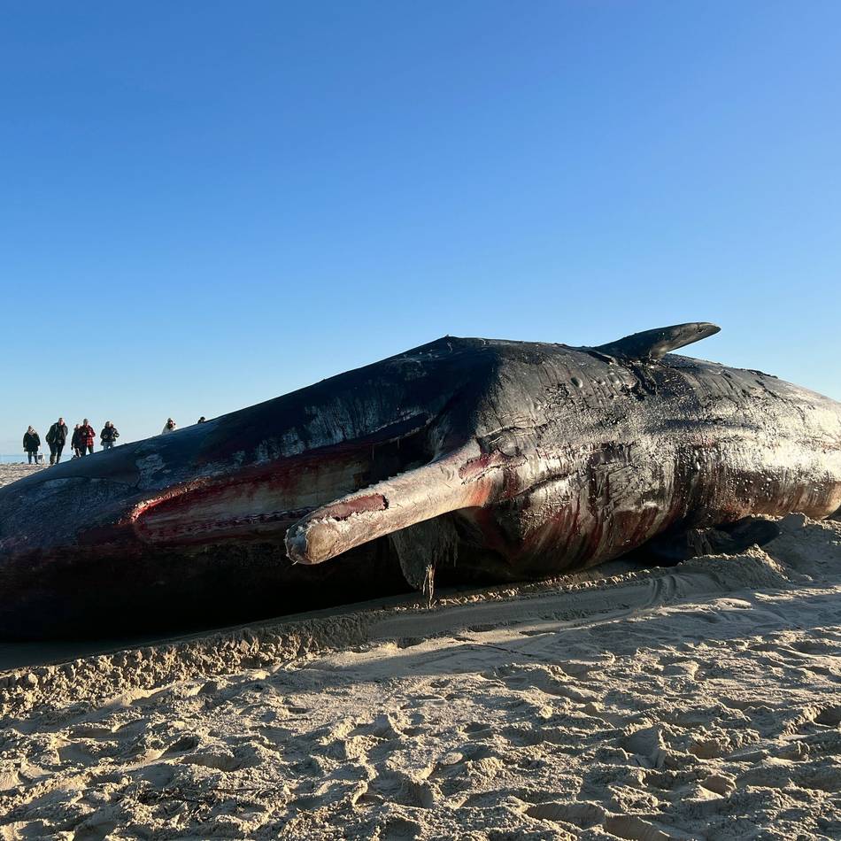 Verendeter Pottwal auf Nordseeinsel Sylt geborgen