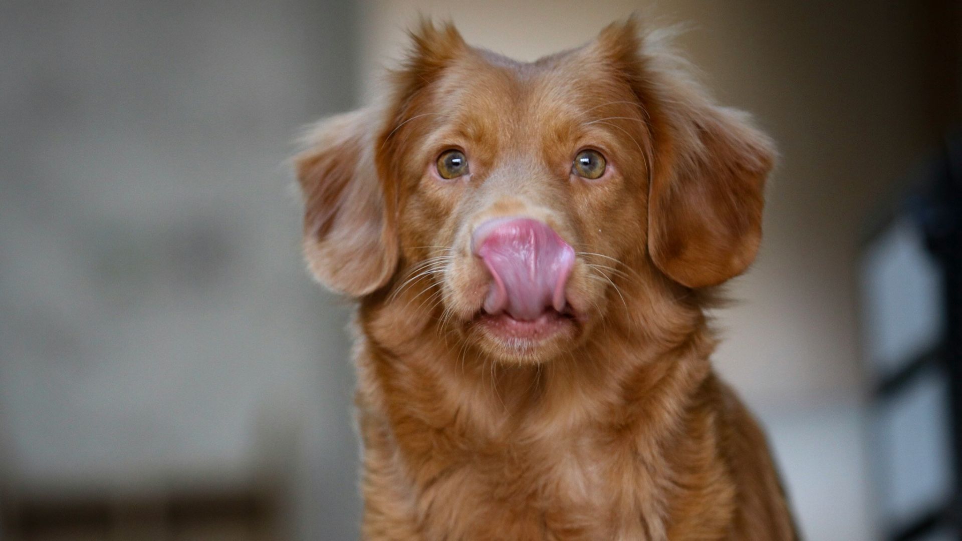 20 Easy Homemade Snacks You Can Make For Your Dog