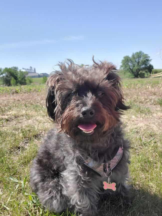 Can I be a digital nomad with a dog in 2026?