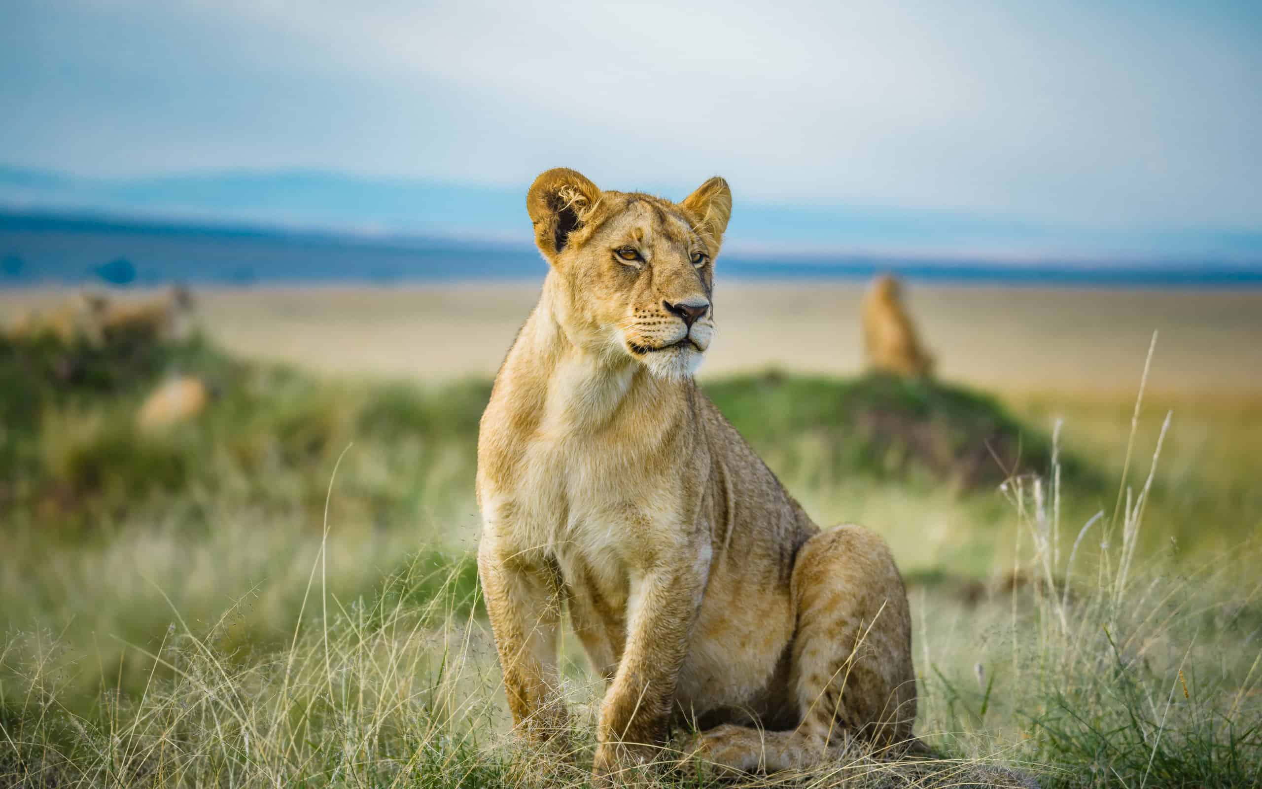 Witness a Lioness Stalk a Massive Herd of Wildebeests