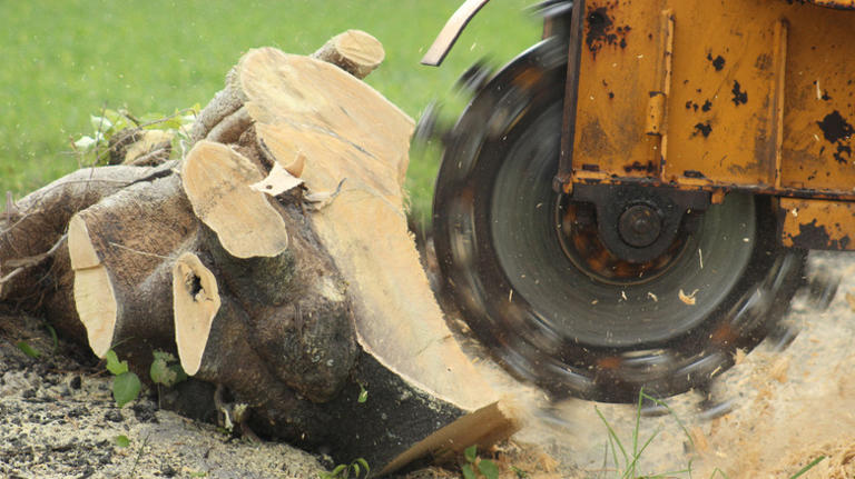 Mistakes Everyone Makes When Removing A Tree Stump From Their Yard