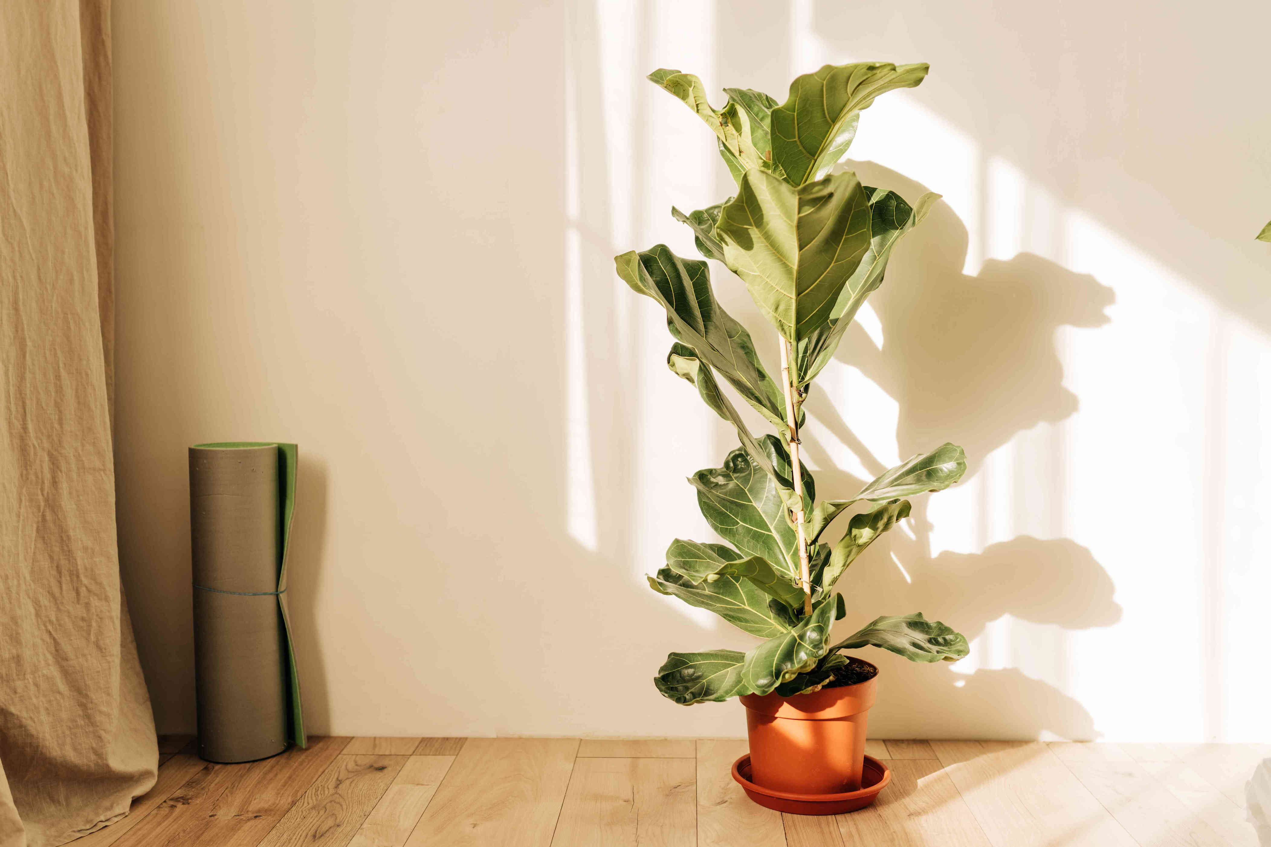 How to Water Fiddle Leaf Fig the Right Way—So It Thrives for Decades