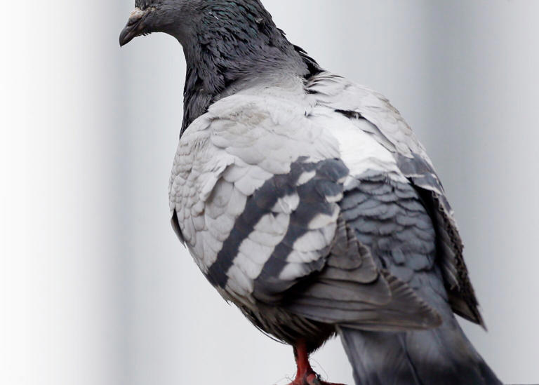 Falcon plan to kill off pigeon problem in town centre square stalls