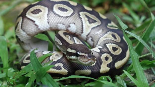 Ball Python To Rosy Boa: Exotic Snake Species Gain Popularity As Pet