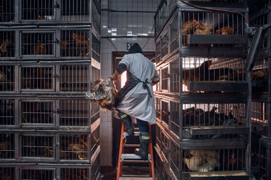 Bird flu likely spreading undetected in humans: CDC Bird flu likely spreading undetected in humans: CDC