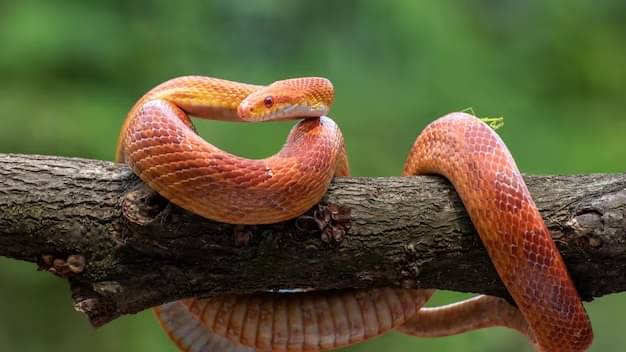 Ball Python To Rosy Boa: Exotic Snake Species Gain Popularity As Pet