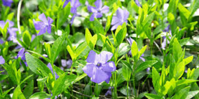 Plantas rastreras y tapizantes: soluciones resistentes para rocallas y ...