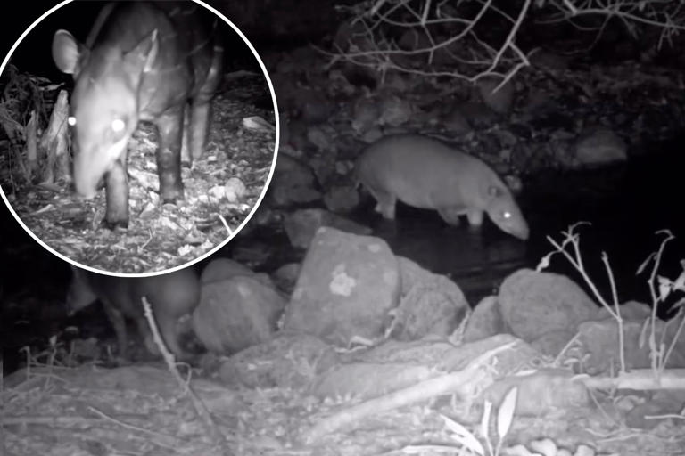 Extremely rare animal believed to be extinct spotted in the wild for ...