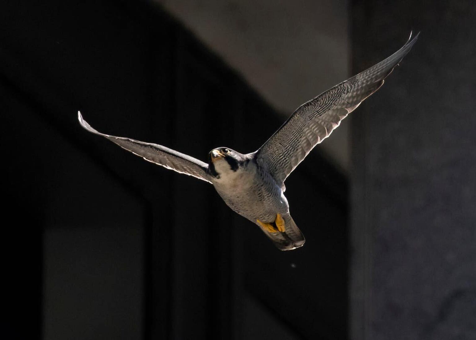 Falcon plan to kill off pigeon problem in town centre square stalls