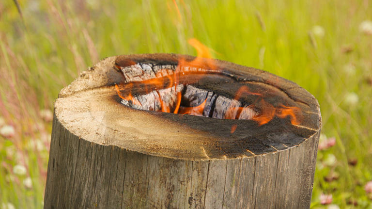 Mistakes Everyone Makes When Removing A Tree Stump From Their Yard