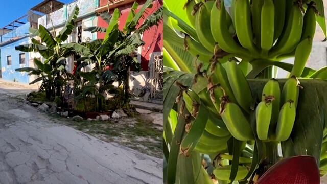 Fruit Trees Flourish in Unrepaired Pothole