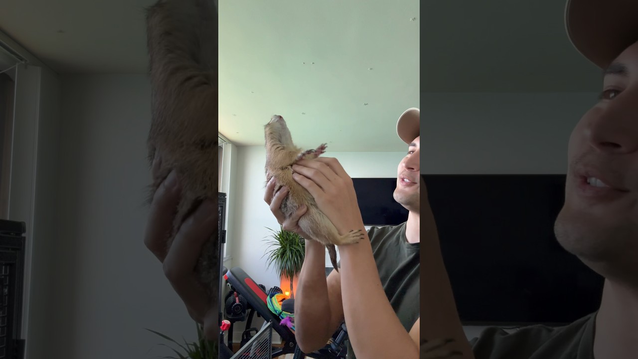 Explaining why prairie dogs make wahoo or jump-yip sounds