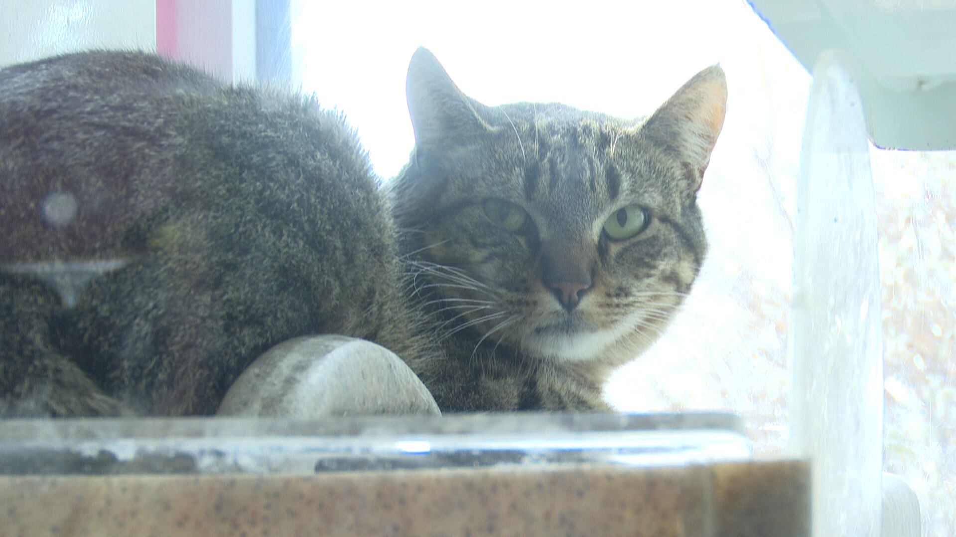 Lubbock Animal Services offering free rodent control with working cats