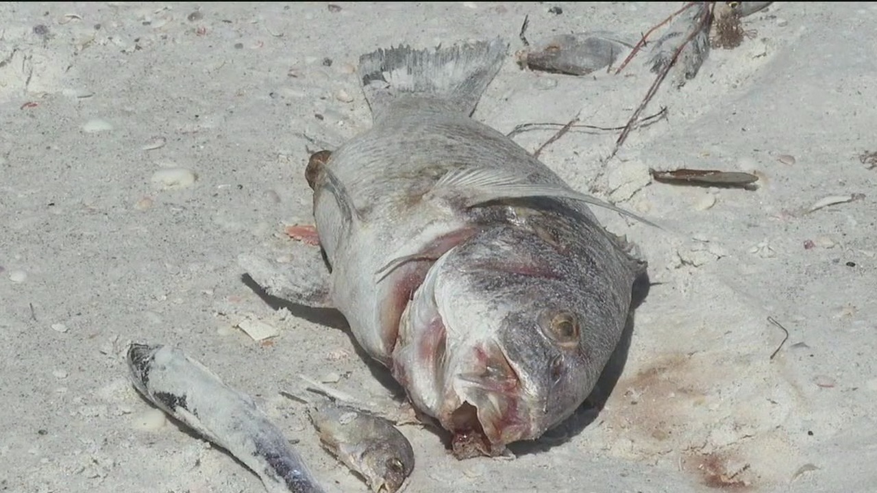 Red Tide spotted in Sarasota