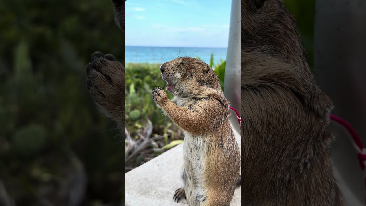 Poppy Snacking at the Beach: Prairie Dog Fun