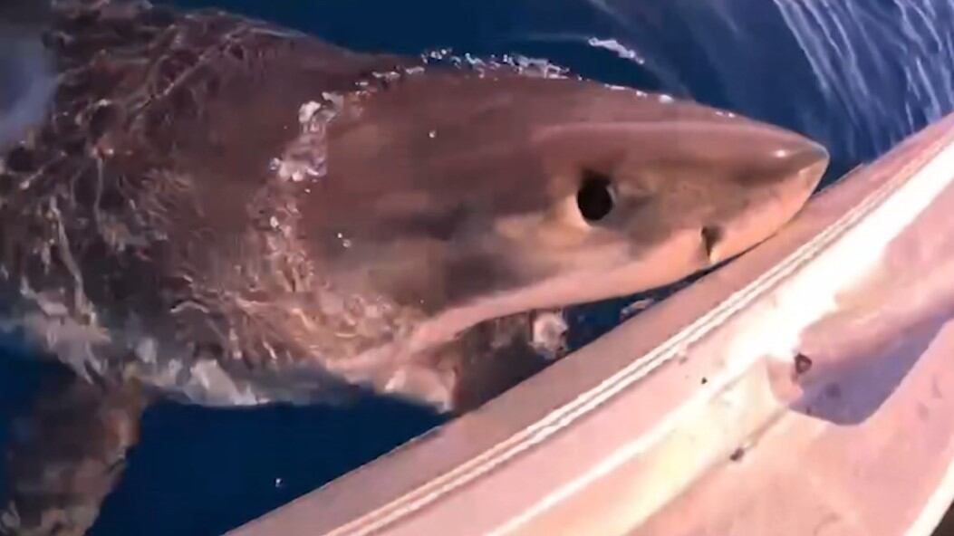 3 BRILLIANT MINUTES about sharks, spiders and zombies