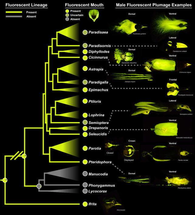 Most Birds-of-Paradise Are Secretly Biofluorescent, Study Finds