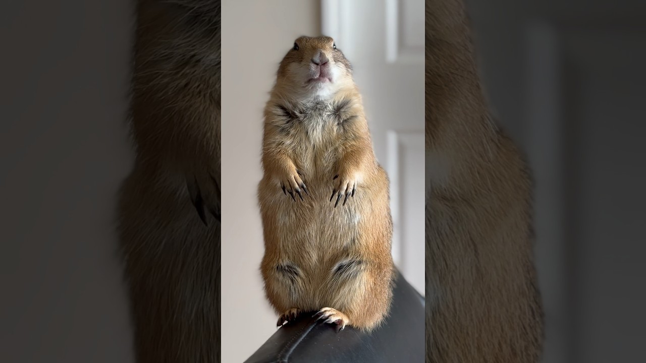 Prairie dog Poppy shows her teeth in a gentle bruxing display