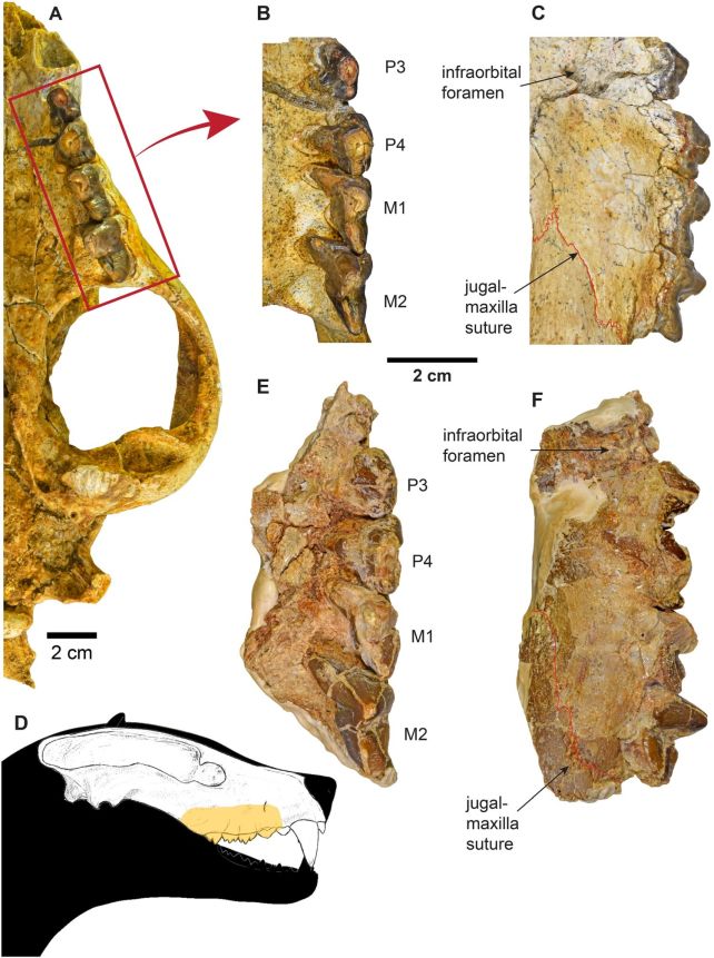 30-Million-Year-Old Hypercarnivore Skull 'Dream Find' For Paleontologists