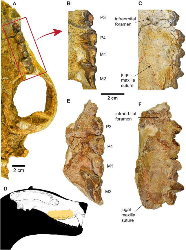30-Million-Year-Old Hypercarnivore Skull 'Dream Find' For Paleontologists