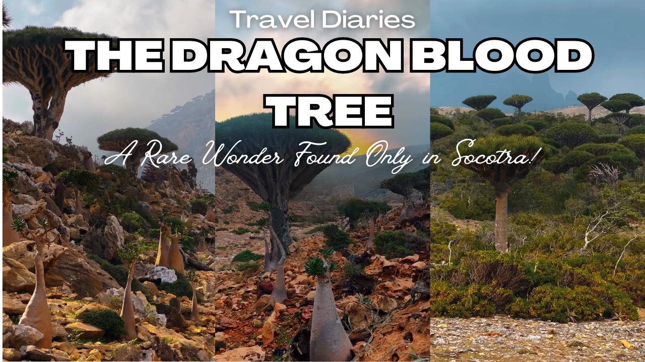 The Dragon Blood Tree – A Rare Wonder Found Only in Socotra!