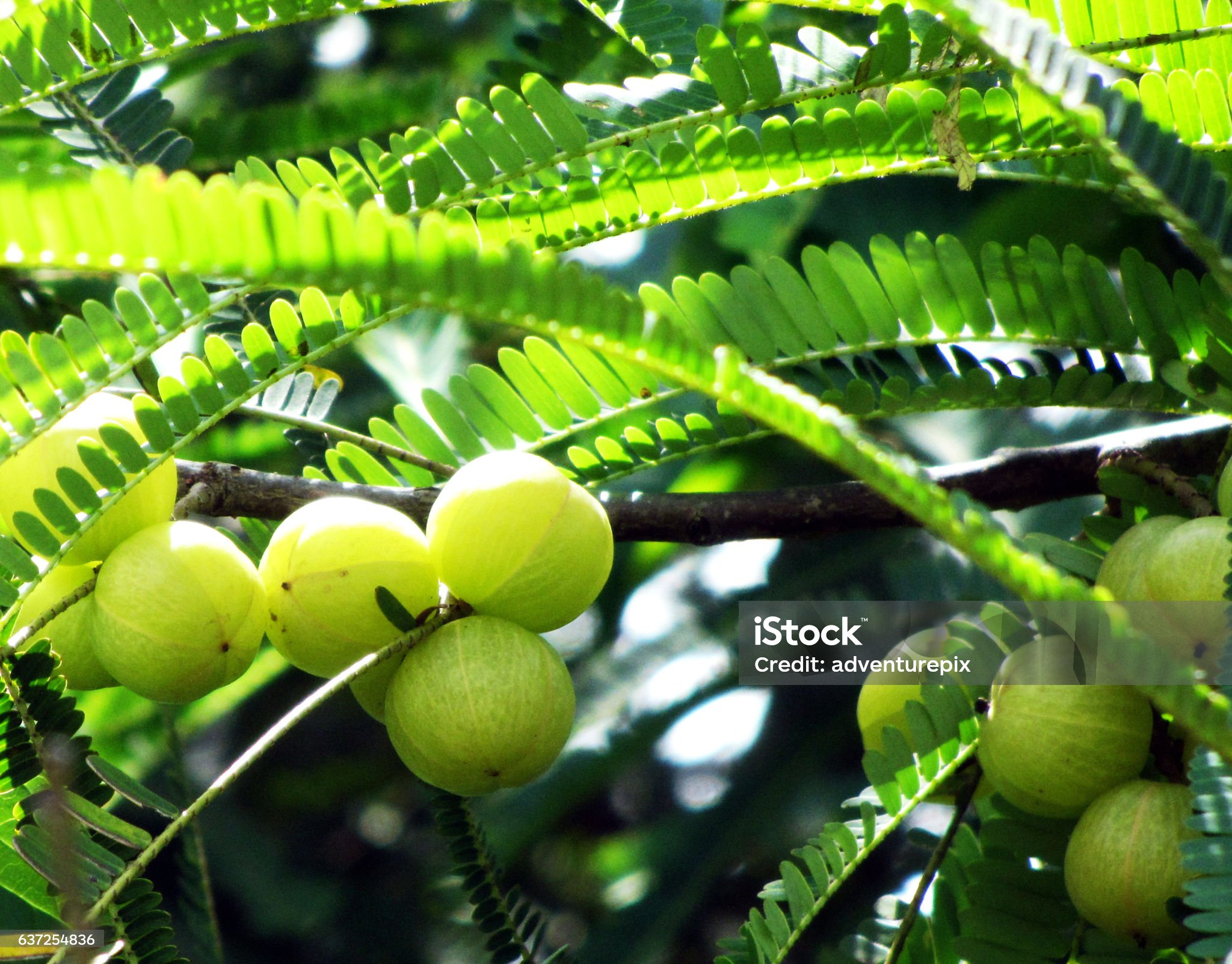 5 health benefits of eating amla