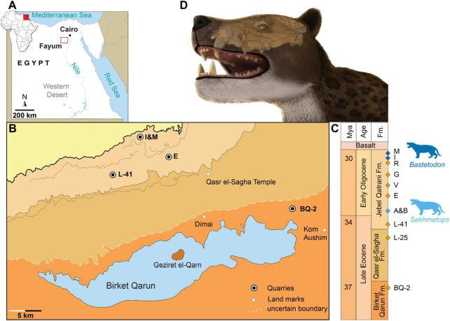 30-Million-Year-Old Hypercarnivore Skull 'Dream Find' For Paleontologists