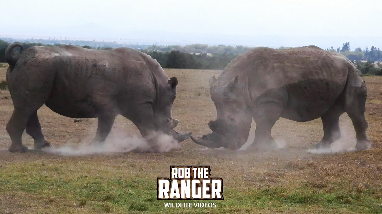 Witness massive white rhino bulls face off at Ol Pejeta