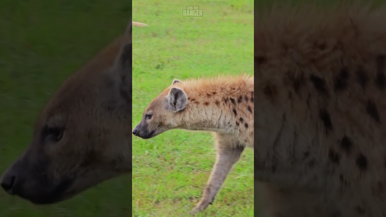 Casual Competition: Lion And Cheetah Face-Off!